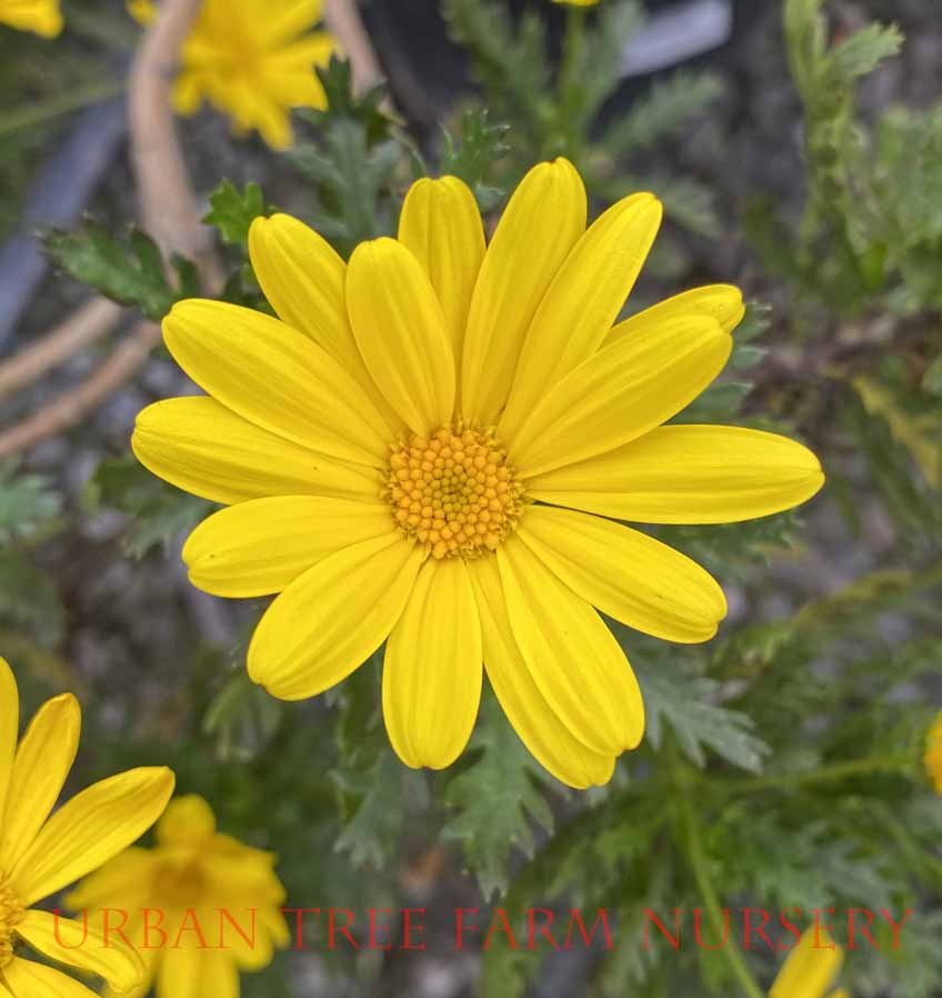 Euryops pectinatus 'Viridis' | Urban Tree Farm Nursery