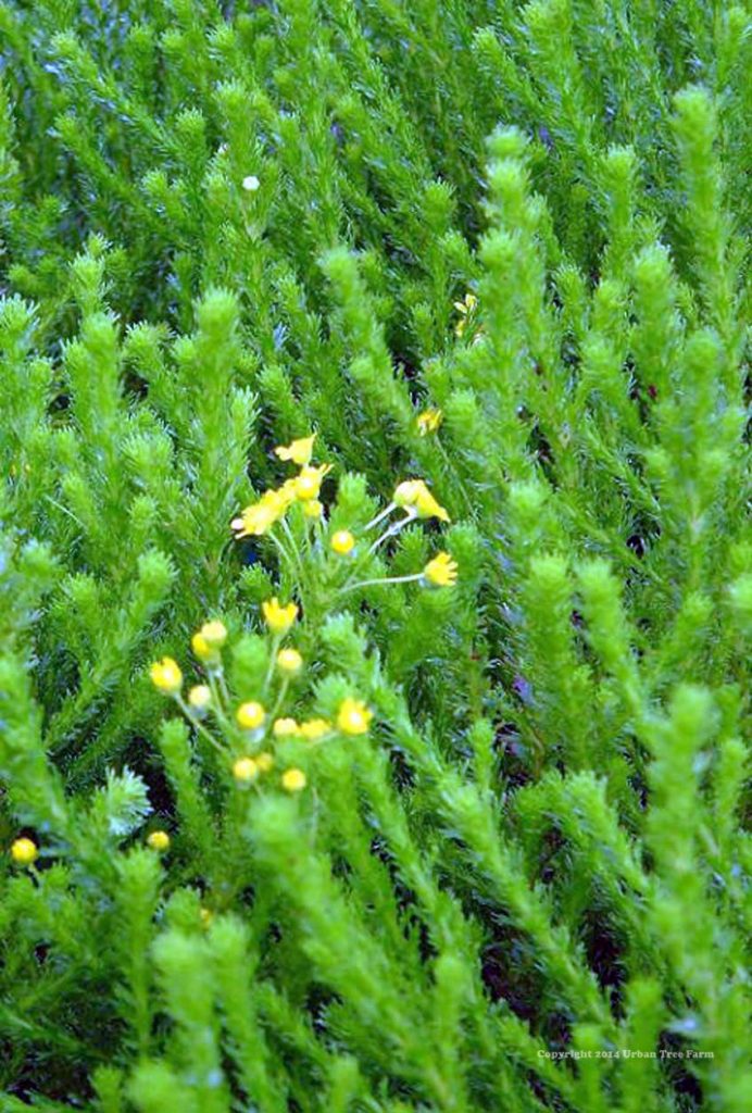 Euryops virgineus 'Tali' | Urban Tree Farm Nursery