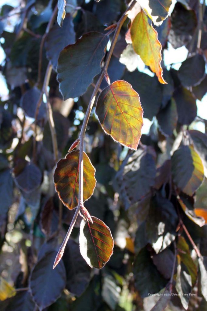 Fagus sylvatica 'Purpurea Pendula' | Urban Tree Farm Nursery