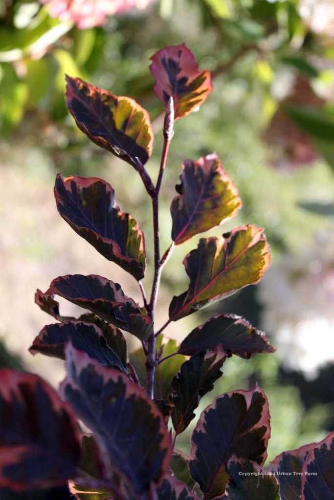 Fagus sylvatica 'Tricolor' | Urban Tree Farm Nursery