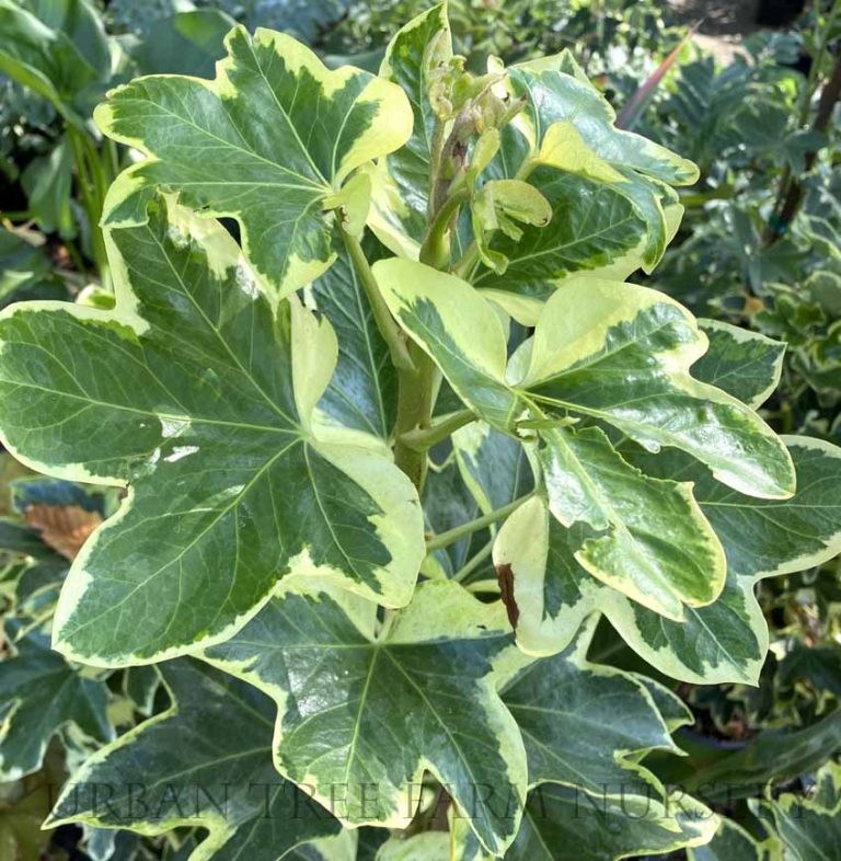 Fatshedera 'Angyo Star' | Urban Tree Farm Nursery
