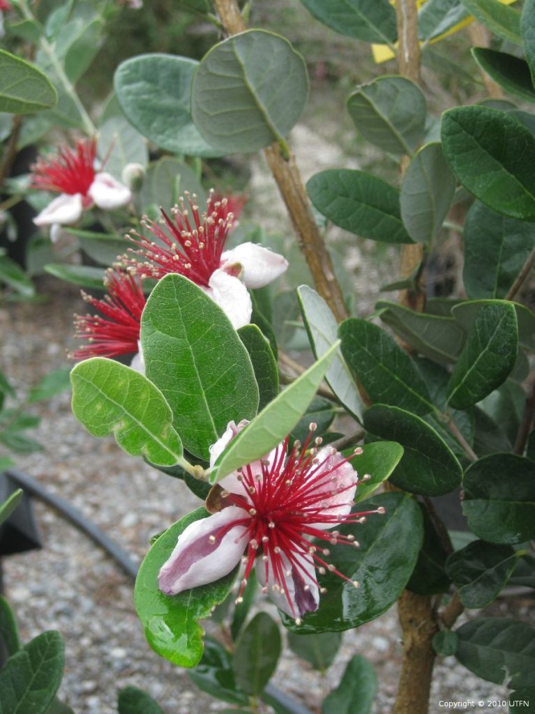 Feijoa sellowiana | Urban Tree Farm Nursery