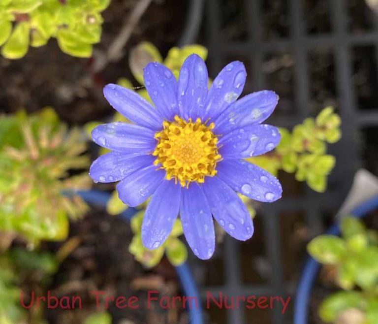 Felicia amelloides 'San Gabriel' | Urban Tree Farm Nursery