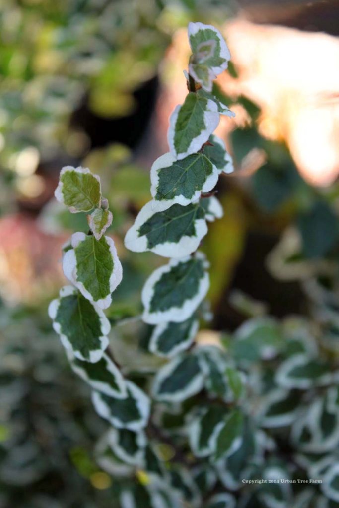 Ficus pumila 'Variegata' | Urban Tree Farm Nursery
