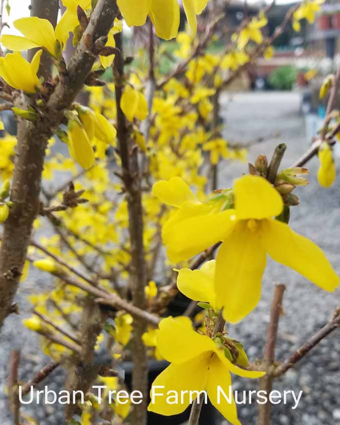 Forsythia intermedia 'Spring Glory' | Urban Tree Farm Nursery