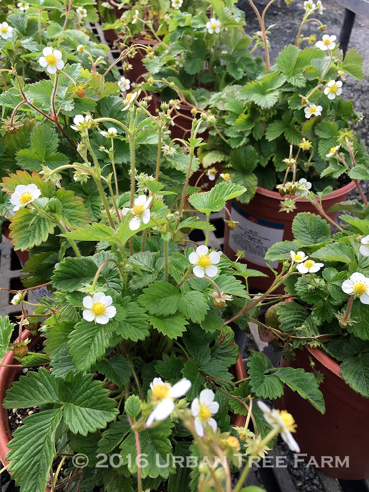 Fragaria vesca 'Alexandria' | Urban Tree Farm Nursery