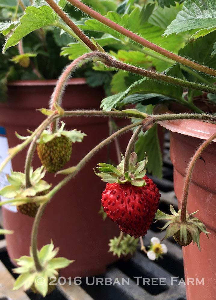 Fragaria vesca 'Alexandria' | Urban Tree Farm Nursery