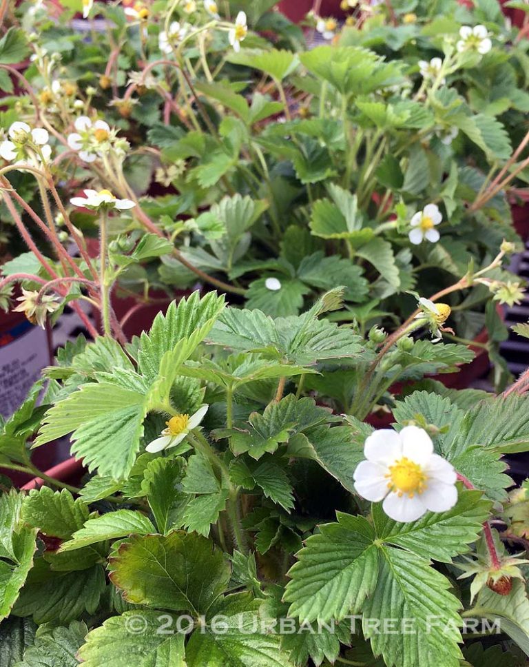 Fragaria vesca 'Alexandria' | Urban Tree Farm Nursery