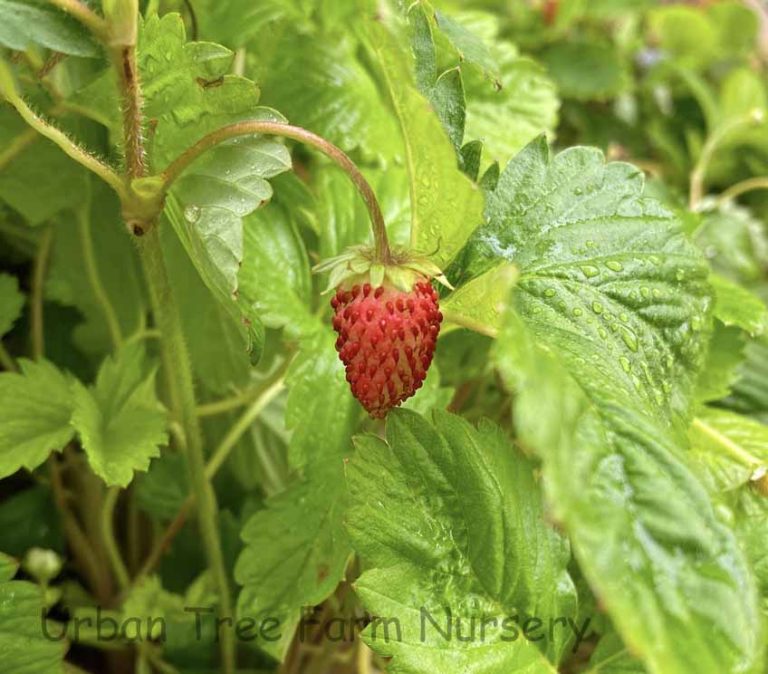 Fragaria vesca 'Golden Alexandria' | Urban Tree Farm Nursery