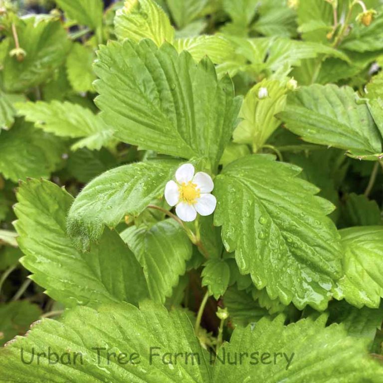 Fragaria vesca 'Golden Alexandria' | Urban Tree Farm Nursery