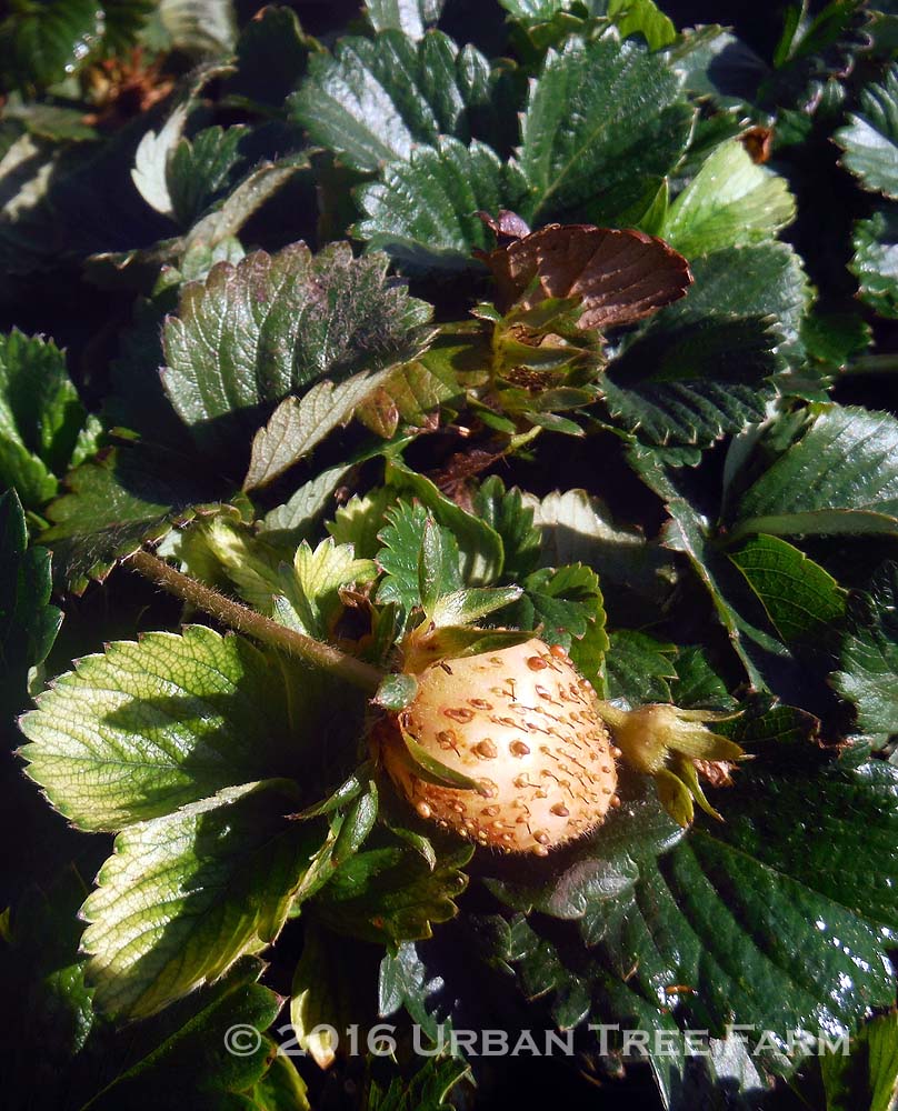 Fragaria vesca 'Yellow Wonder' | Urban Tree Farm Nursery
