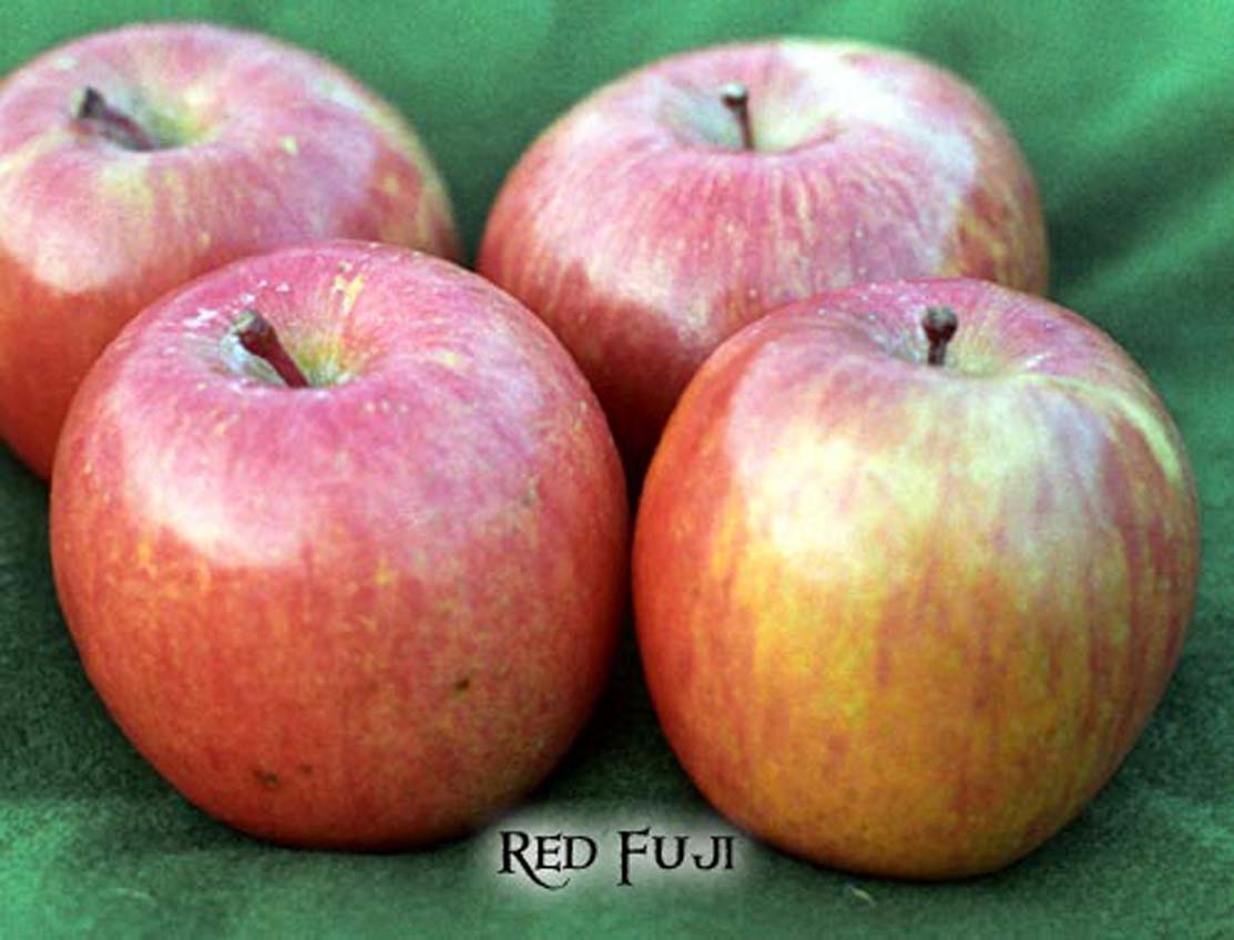 Fruit Apple Fuji RED | Urban Tree Farm Nursery