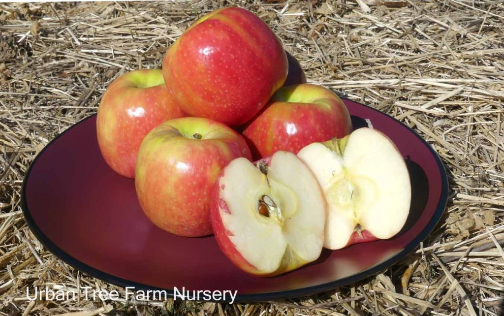 Fruit Apple Pink Lady | Urban Tree Farm Nursery