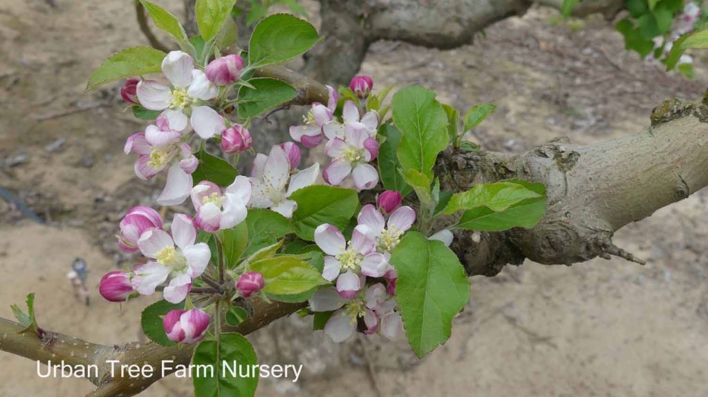 Fruit Apple Pink Lady | Urban Tree Farm Nursery