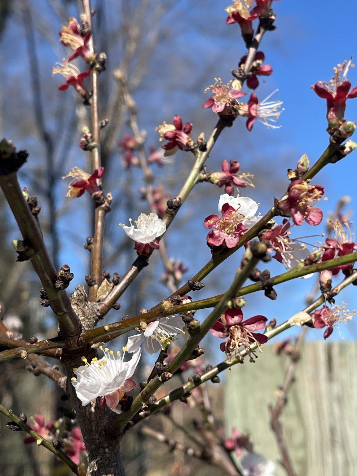 Fruit Aprium Flavor Delight | Urban Tree Farm Nursery