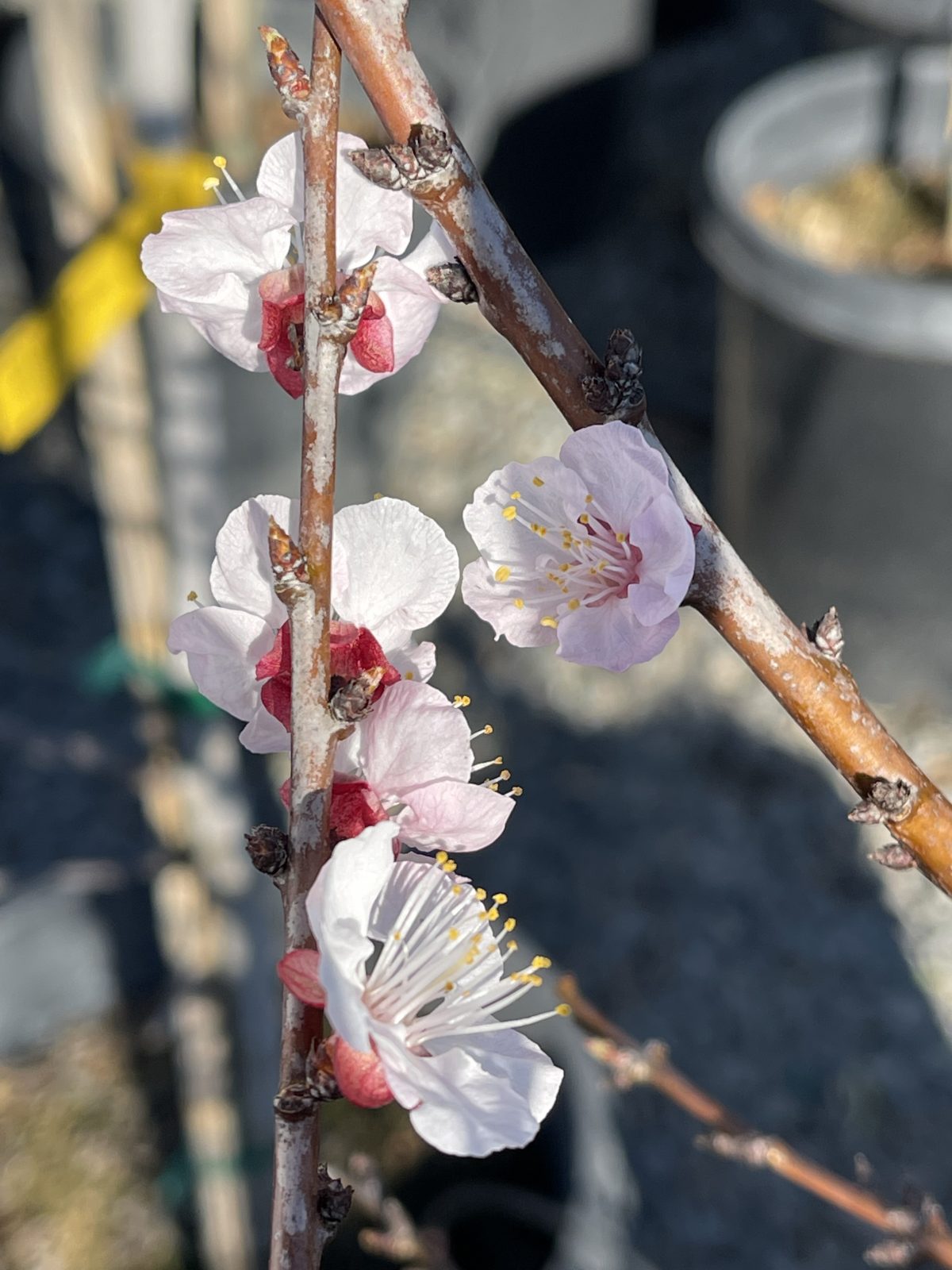 Fruit Aprium Flavor Delight | Urban Tree Farm Nursery