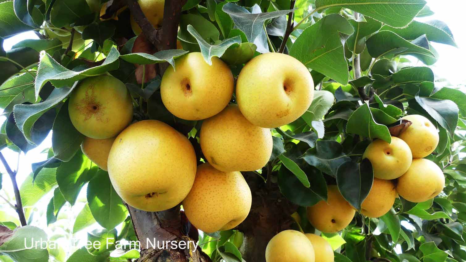 Fruit Asian Pear 20th Century | Urban Tree Farm Nursery