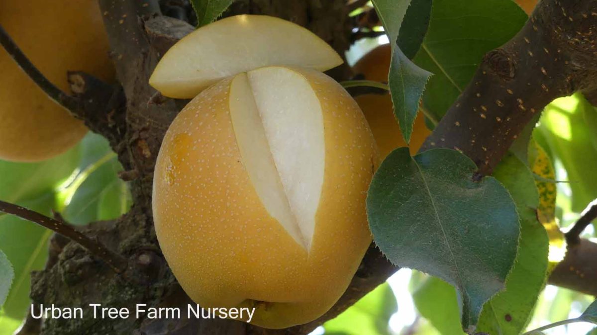 Fruit Asian Pear Shinko | Urban Tree Farm Nursery