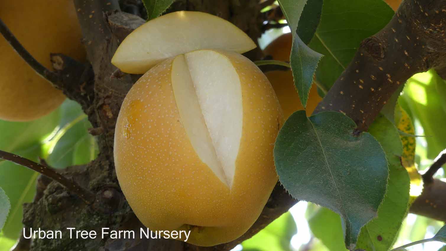 Fruit Asian Pear Shinko | Urban Tree Farm Nursery