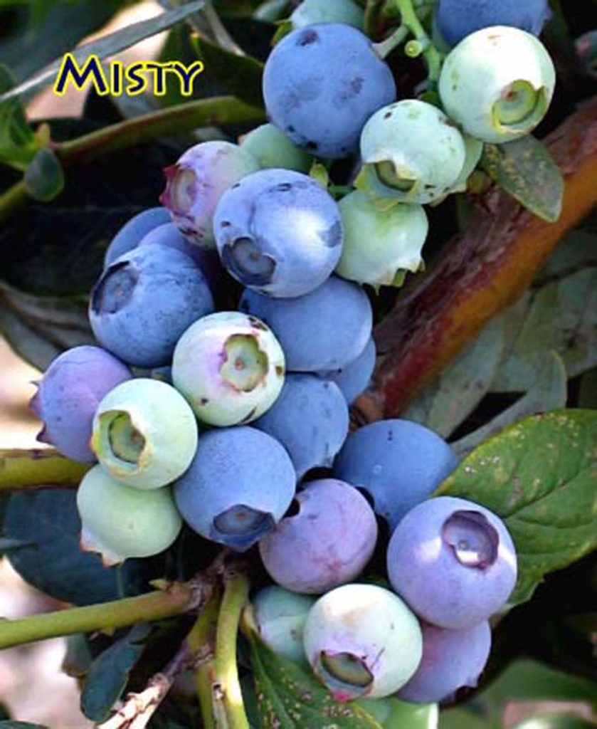 Fruit Blueberry Misty | Urban Tree Farm Nursery