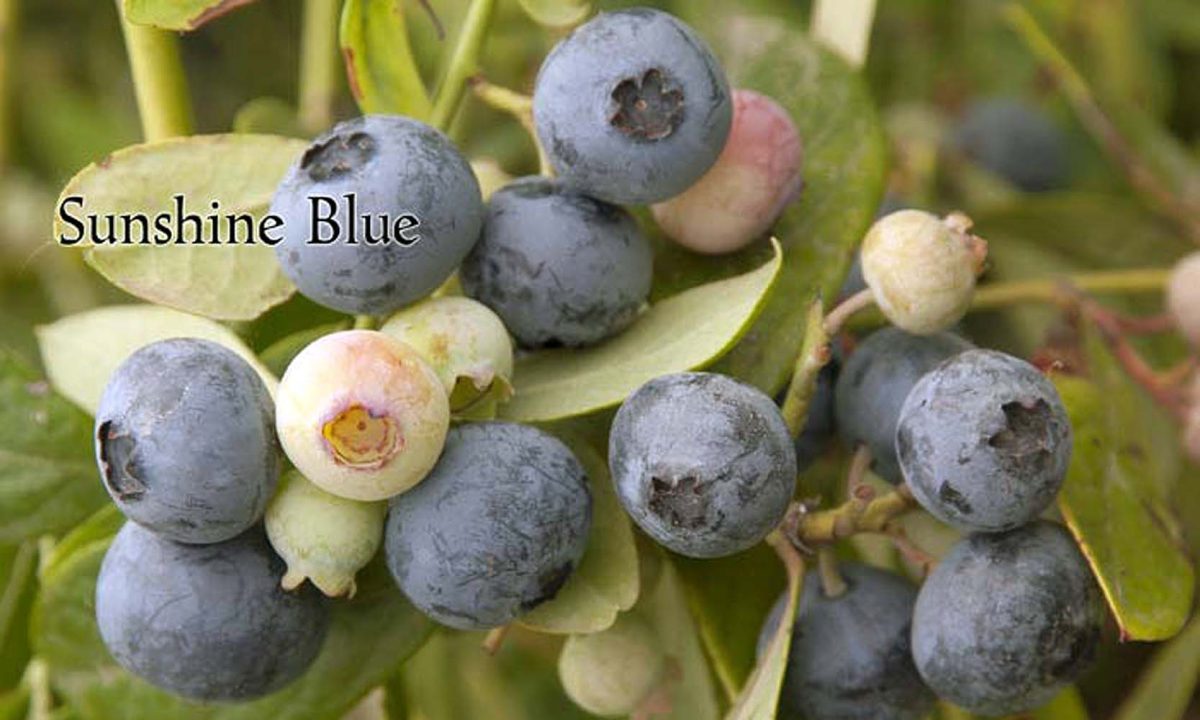 Fruit Blueberry Sunshine Blue | Urban Tree Farm Nursery