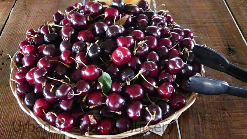 Fruit Cherry Van | Urban Tree Farm Nursery