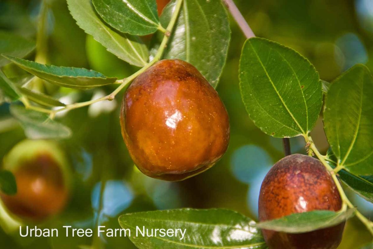 Fruit Jujube Li | Urban Tree Farm Nursery