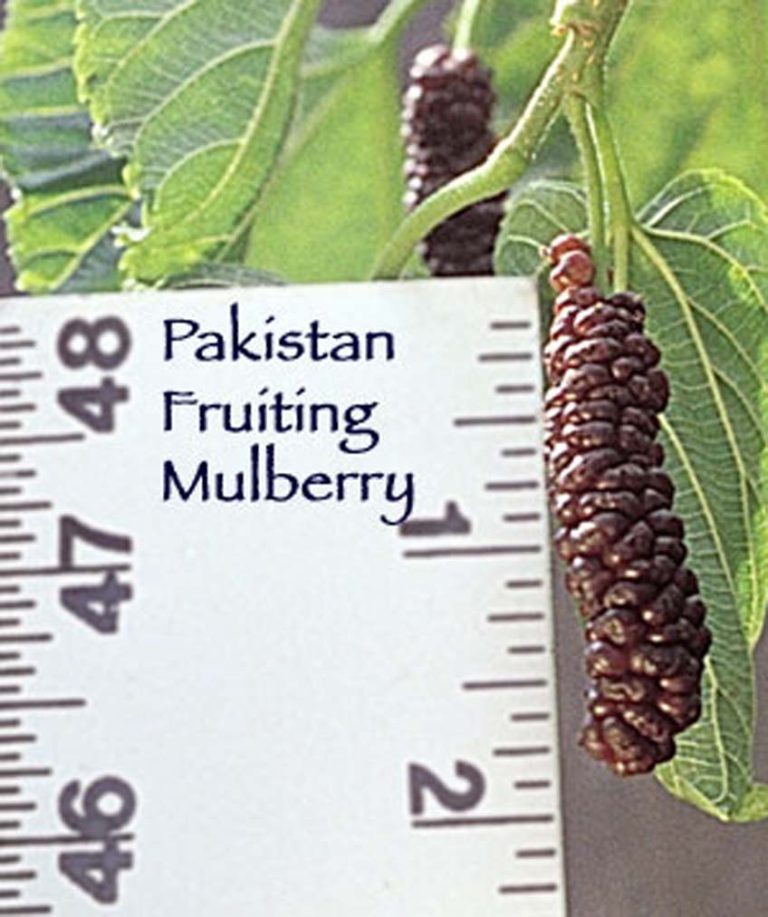 Fruit Mulberry Pakistan | Urban Tree Farm Nursery