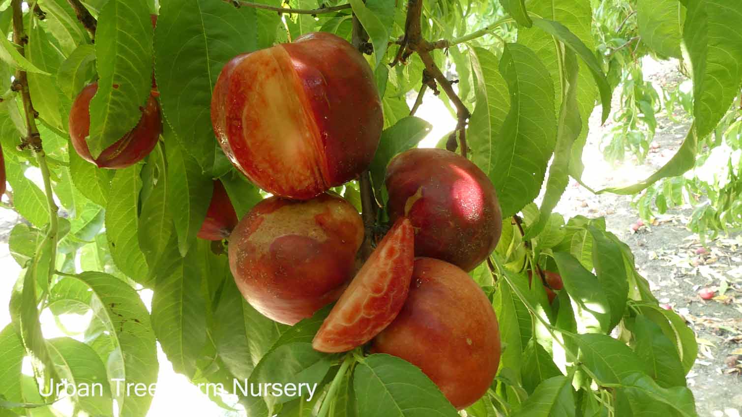 Fruit Nectarine Arctic Glo | Urban Tree Farm Nursery