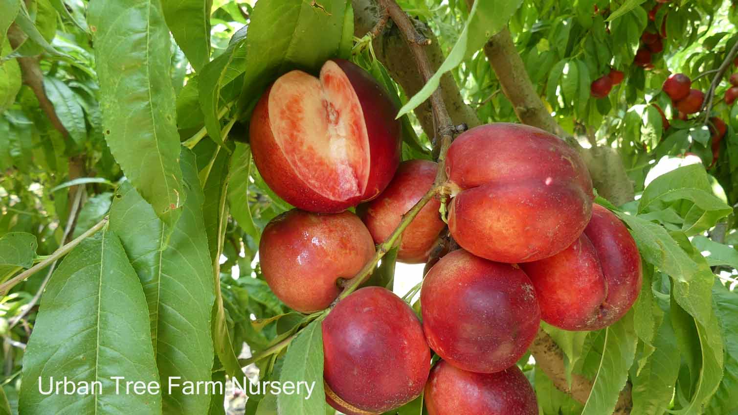 Fruit Nectarine Arctic Glo | Urban Tree Farm Nursery
