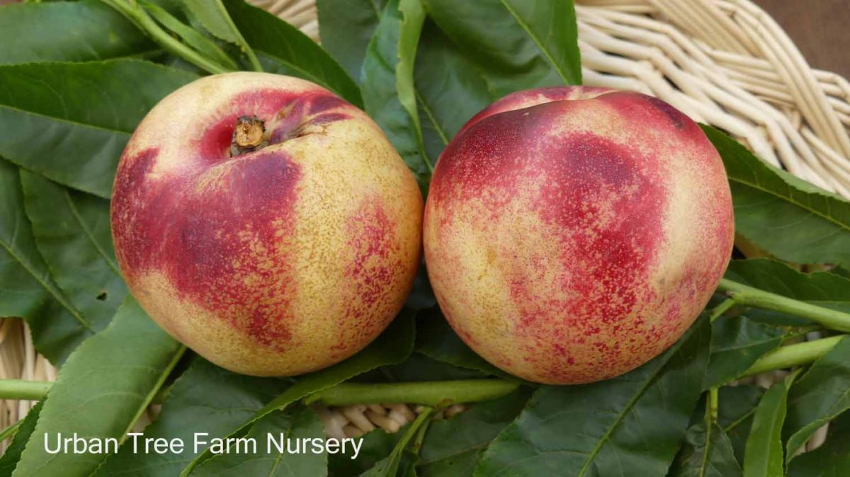 Fruit Nectarine Arctic Jay | Urban Tree Farm Nursery