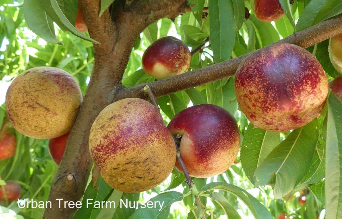 Fruit Nectarine Arctic Rose | Urban Tree Farm Nursery
