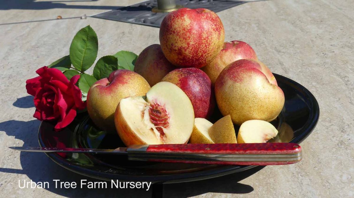Fruit Nectarine Arctic Rose | Urban Tree Farm Nursery