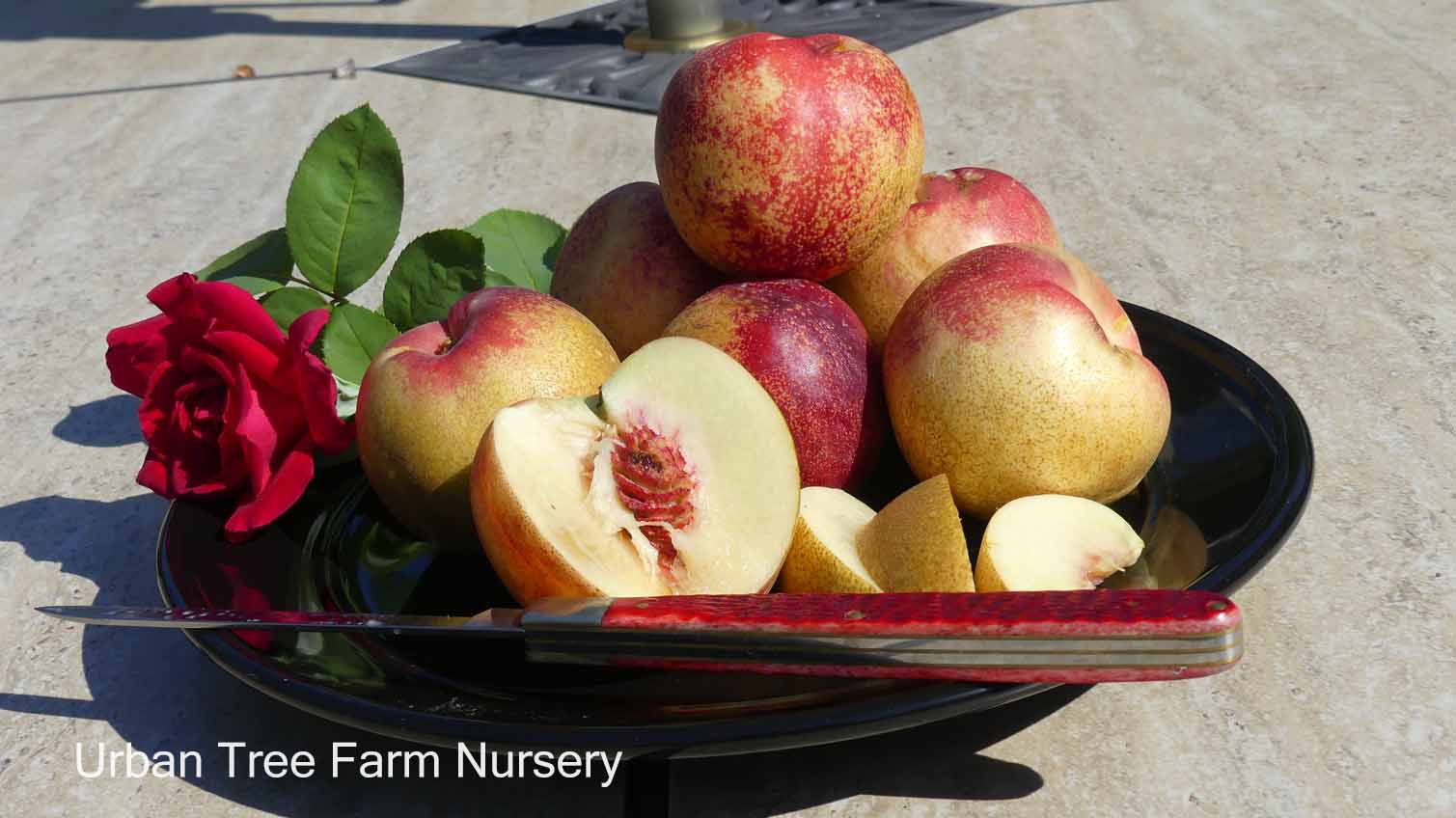 Fruit Nectarine Arctic Rose | Urban Tree Farm Nursery