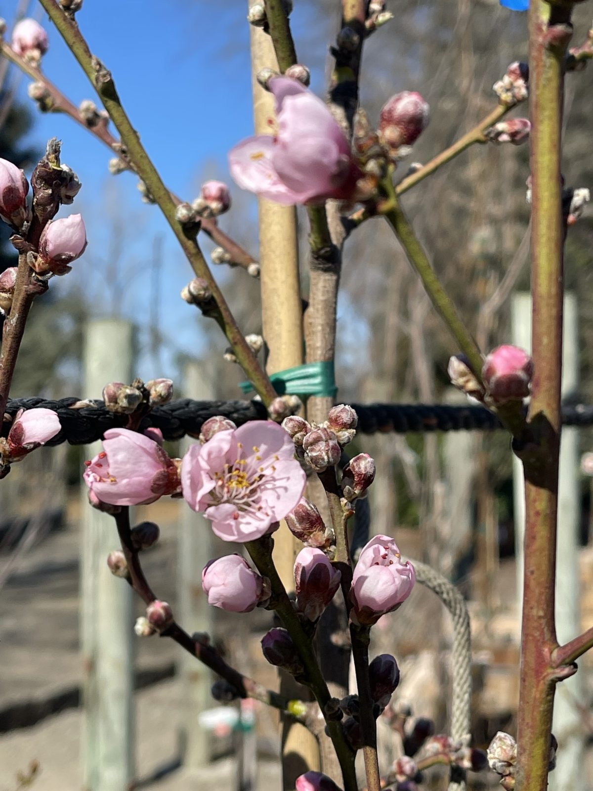 Fruit Nectarine Arctic Rose | Urban Tree Farm Nursery