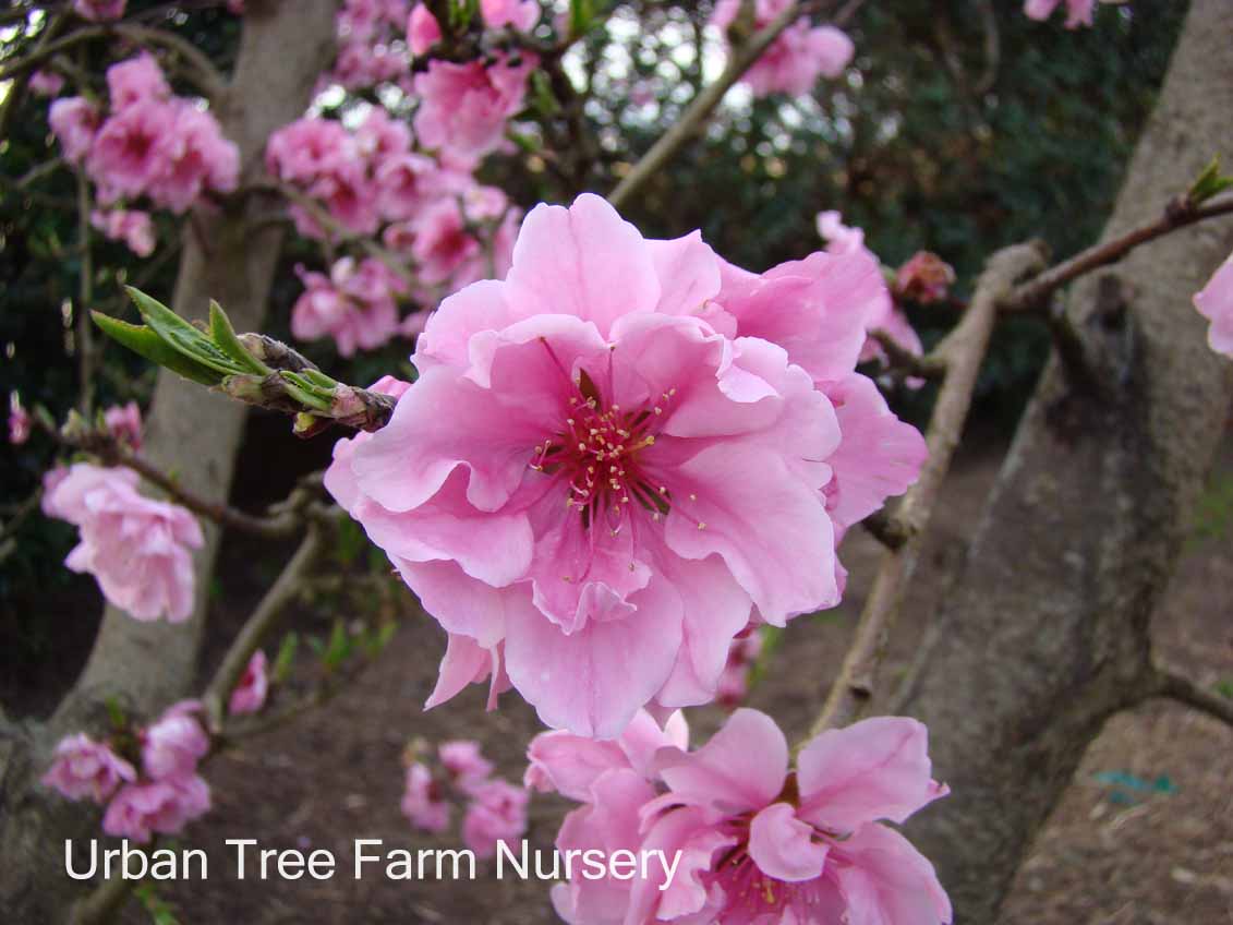 Fruit Nectarine Double Delight | Urban Tree Farm Nursery
