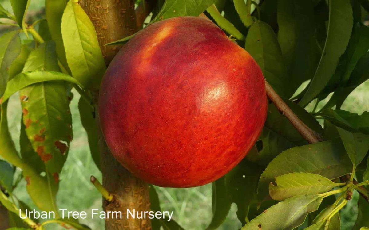 Fruit Nectarine Fantasia | Urban Tree Farm Nursery