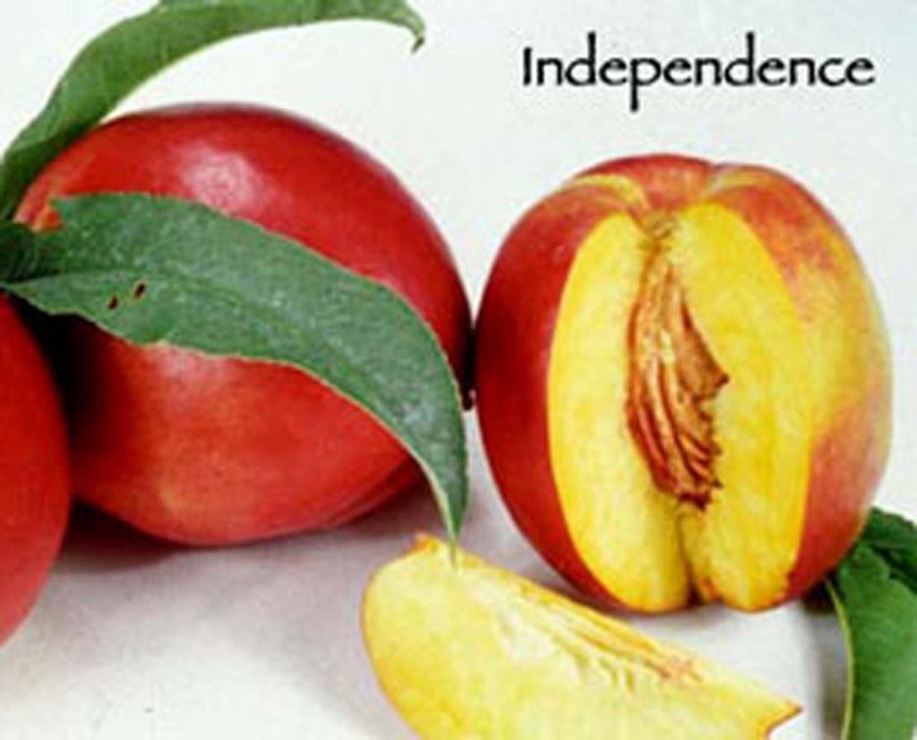 Fruit Nectarine Independence | Urban Tree Farm Nursery