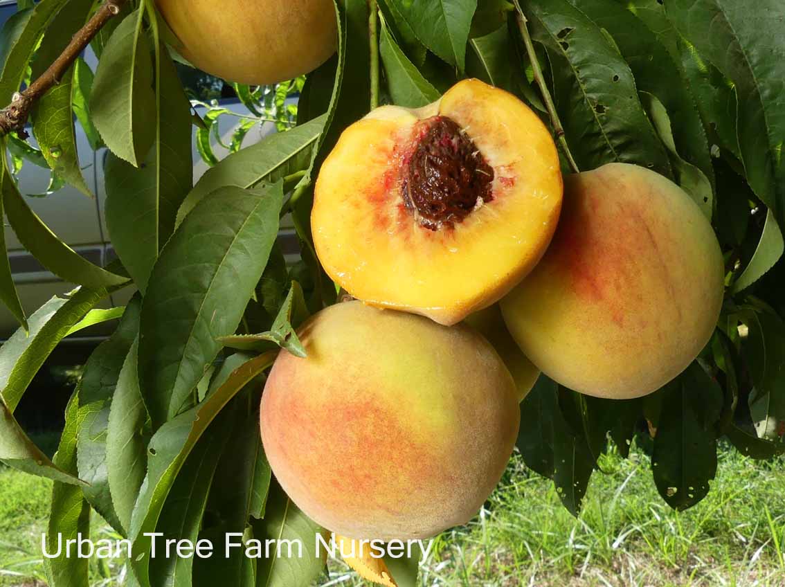 Fruit Peach Elberta | Urban Tree Farm Nursery