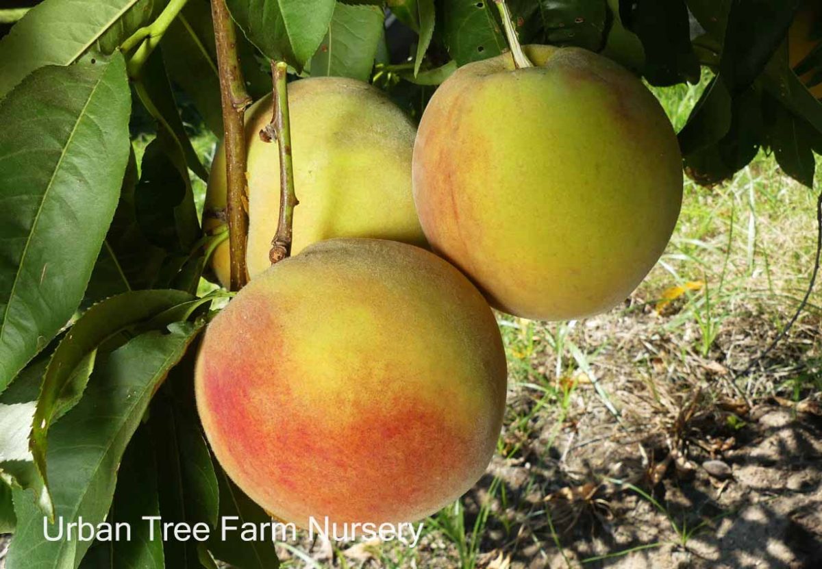 Fruit Peach Elberta | Urban Tree Farm Nursery