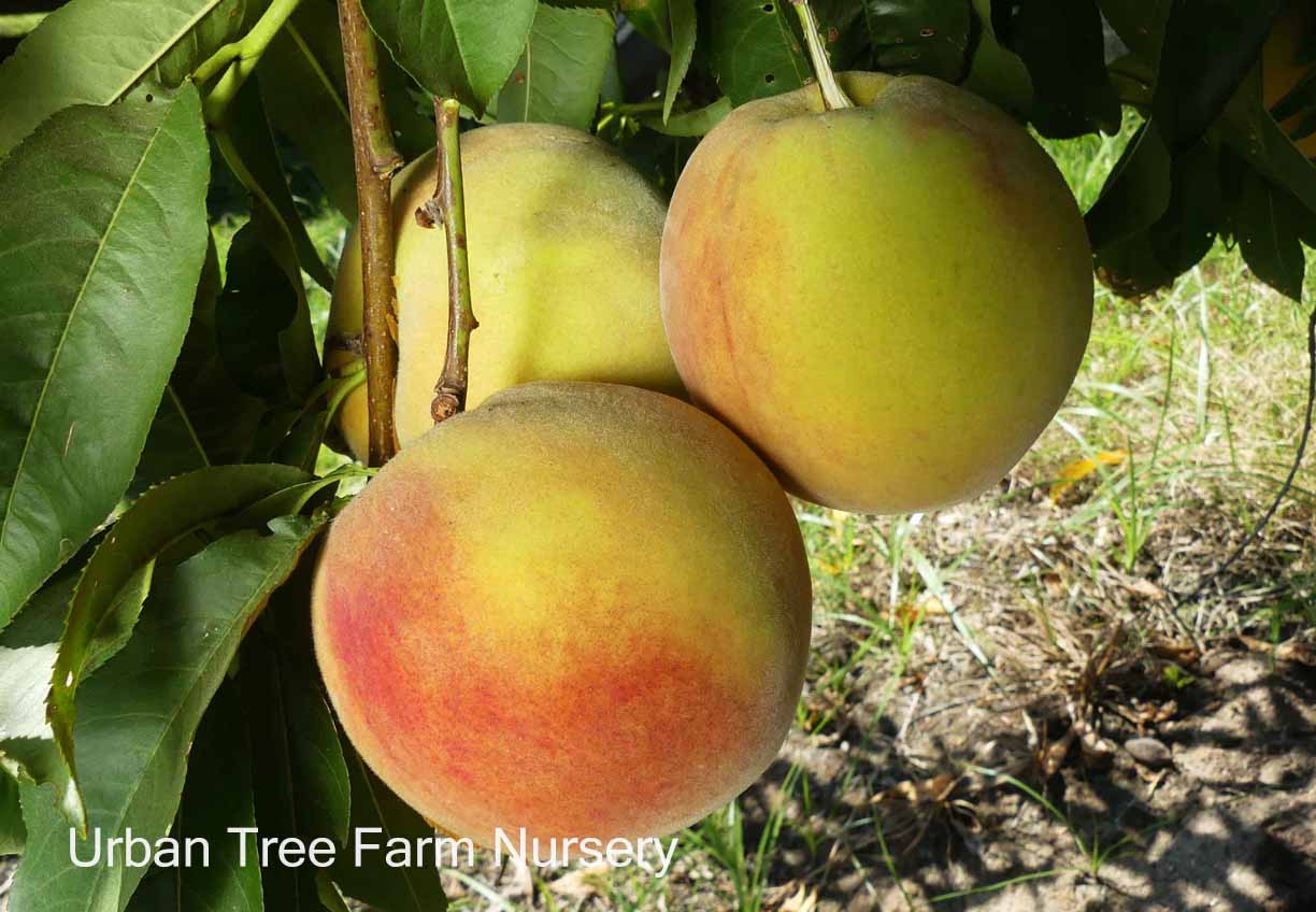 Fruit Peach Elberta | Urban Tree Farm Nursery