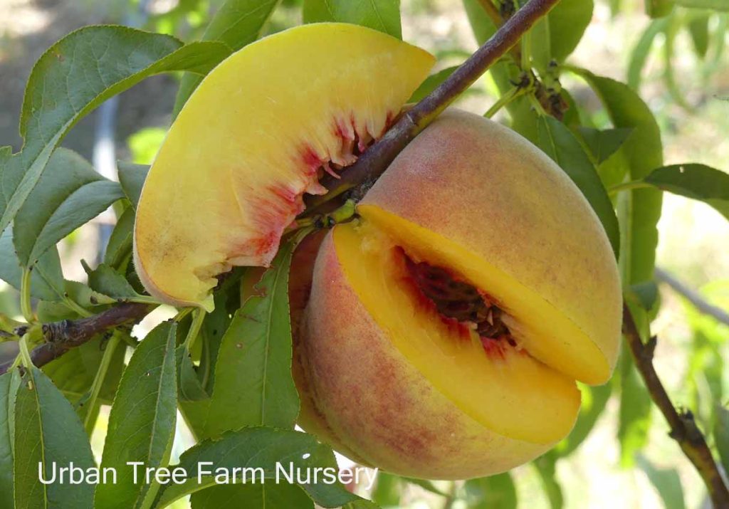 Fruit Peach Rio Oso Gem | Urban Tree Farm Nursery