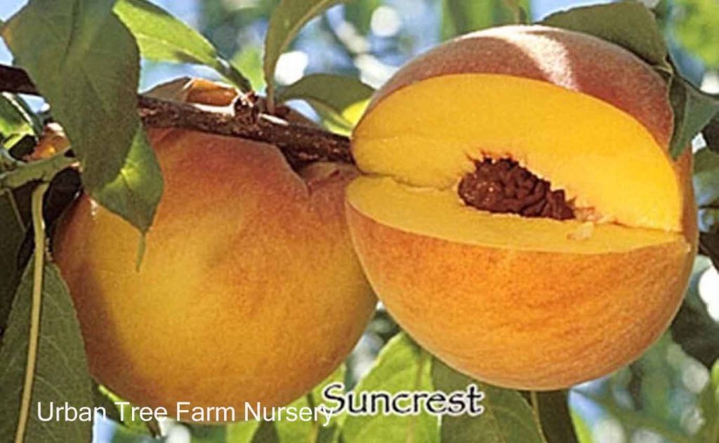 Fruit Peach Suncrest | Urban Tree Farm Nursery