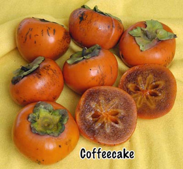 Fruit Persimmon Coffee Cake | Urban Tree Farm Nursery