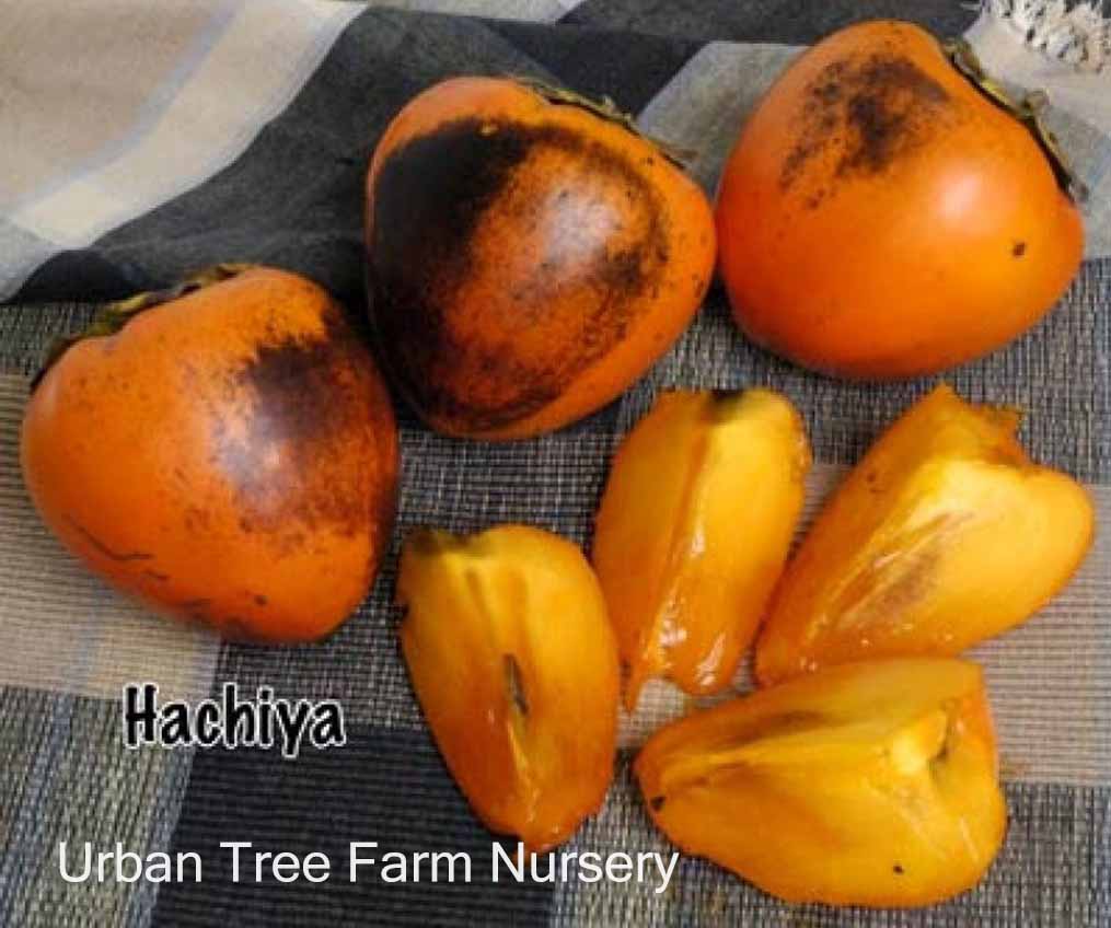 Fruit Persimmon Hachiya | Urban Tree Farm Nursery