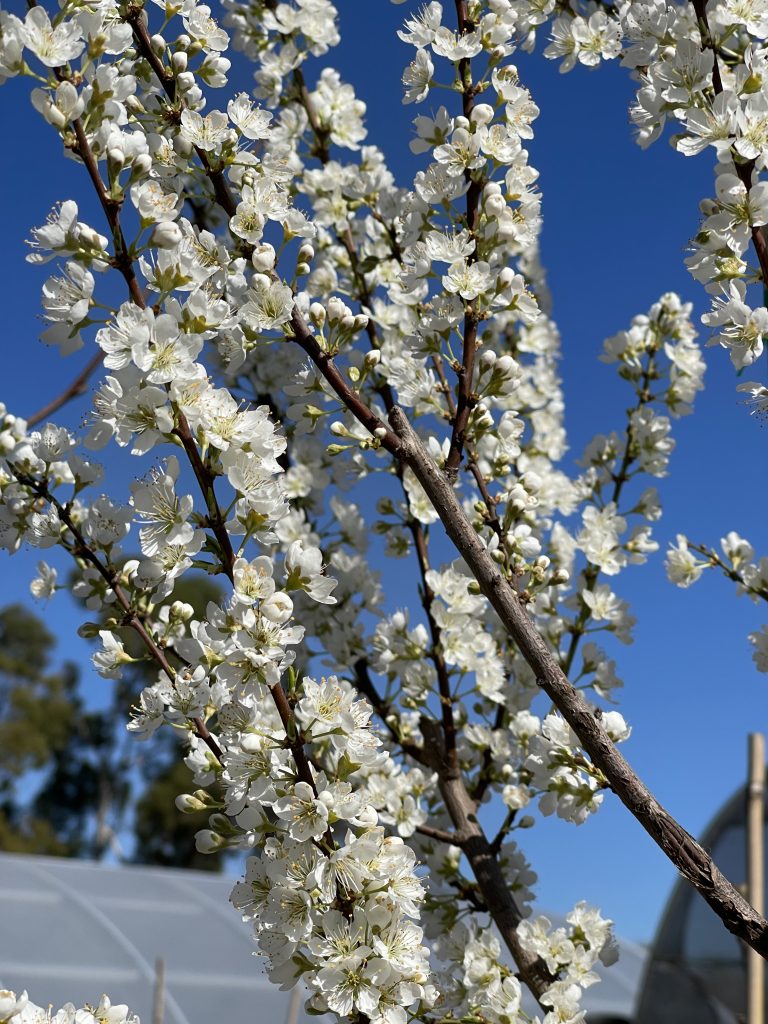 Fruit Pluerry Sweet Treat | Urban Tree Farm Nursery