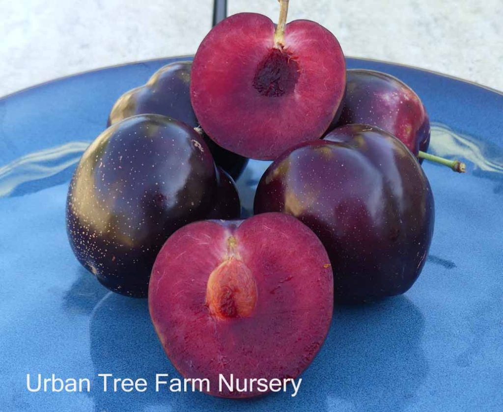 Current Fruit Tree Availability | Urban Tree Farm Nursery