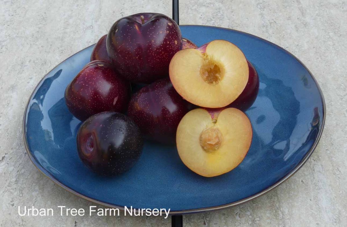 Fruit Plum Santa Rosa Weeping | Urban Tree Farm Nursery
