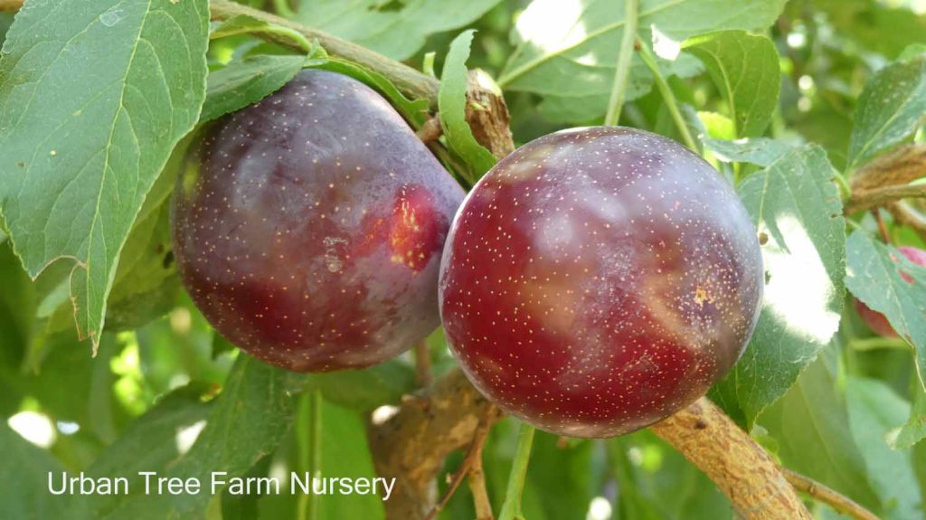 Fruit Plum Santa Rosa Weeping | Urban Tree Farm Nursery
