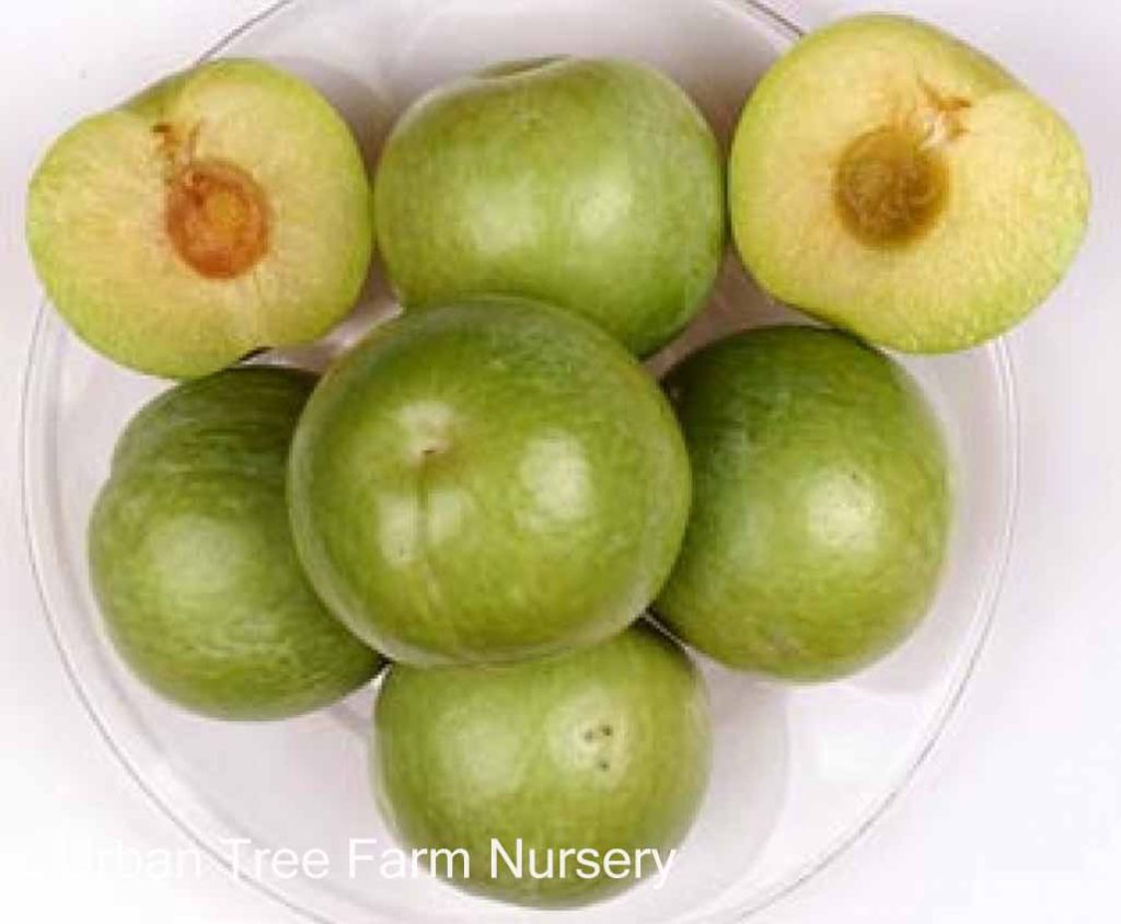 Fruit Pluot Flavor Queen | Urban Tree Farm Nursery